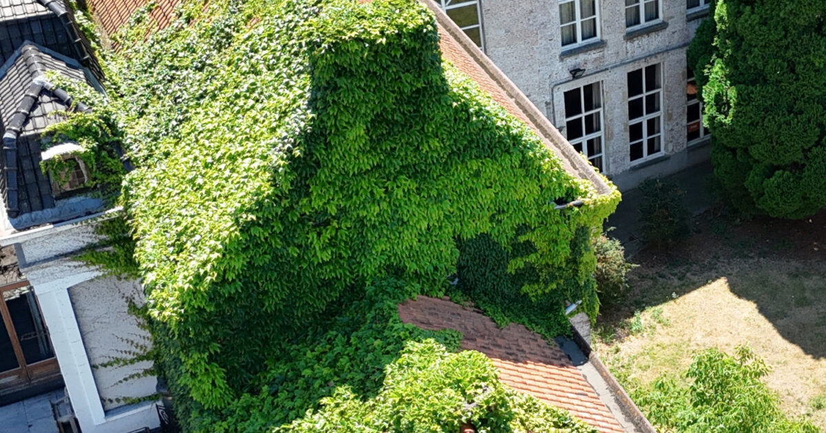 Groene gevels: herfstige onderhoudstips | Monumentenwacht