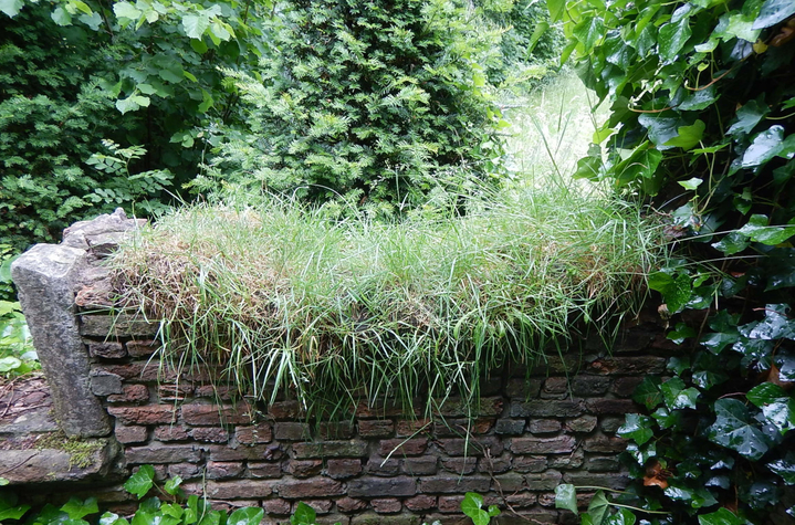 Monumentenwacht experimenteert met 'soft capping' voor de conservatie ...